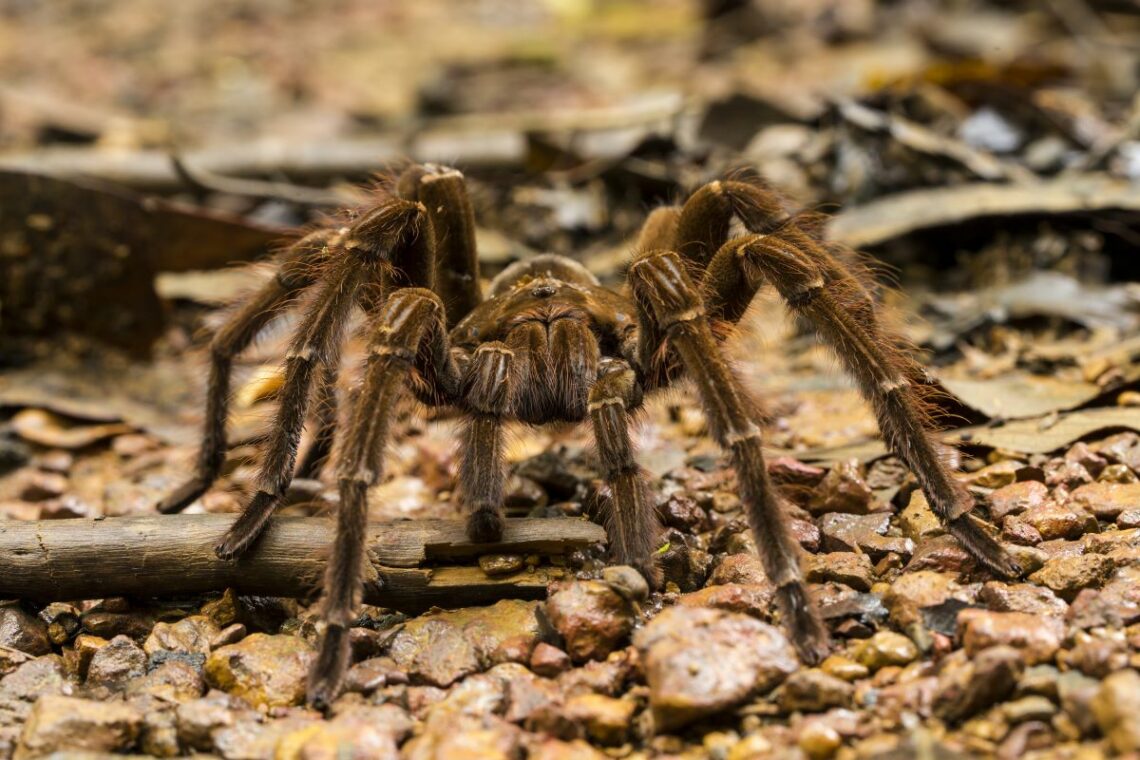La mygale de Goliath : une découverte sur la plus grosse araignée du monde
