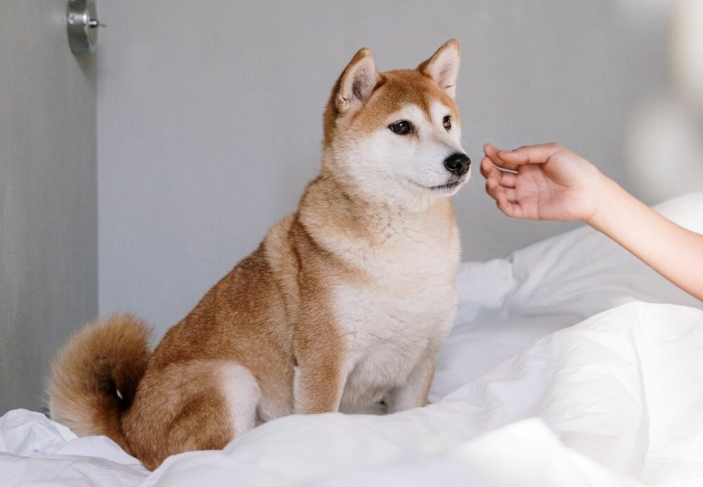 Id e De Noms De Chien Femelle Quel Pr nom Choisir Pour Une Chienne
